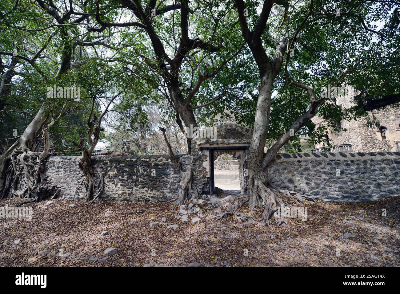 Fasiladas' Bath in Gondar, Ethiopia Stock Photo - Alamy