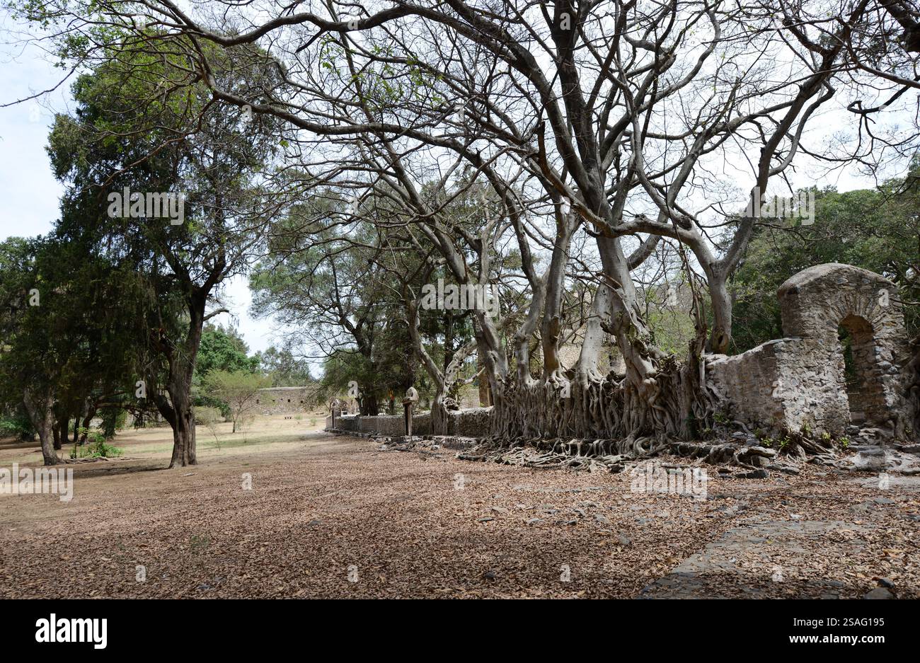 Fasiladas' Bath in Gondar, Ethiopia Stock Photo - Alamy