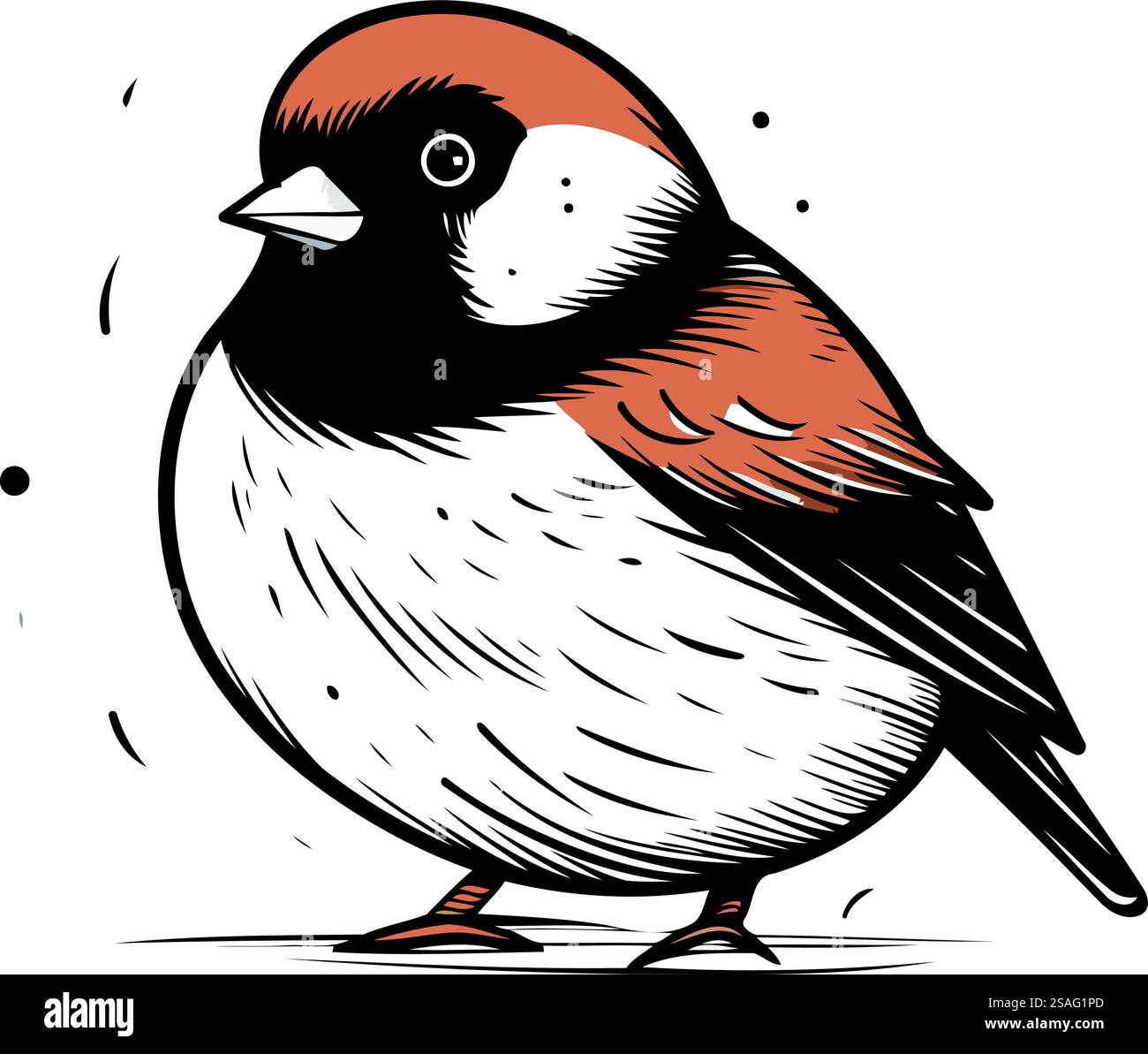 Sparrow. Hand drawn vector illustration isolated on white background ...