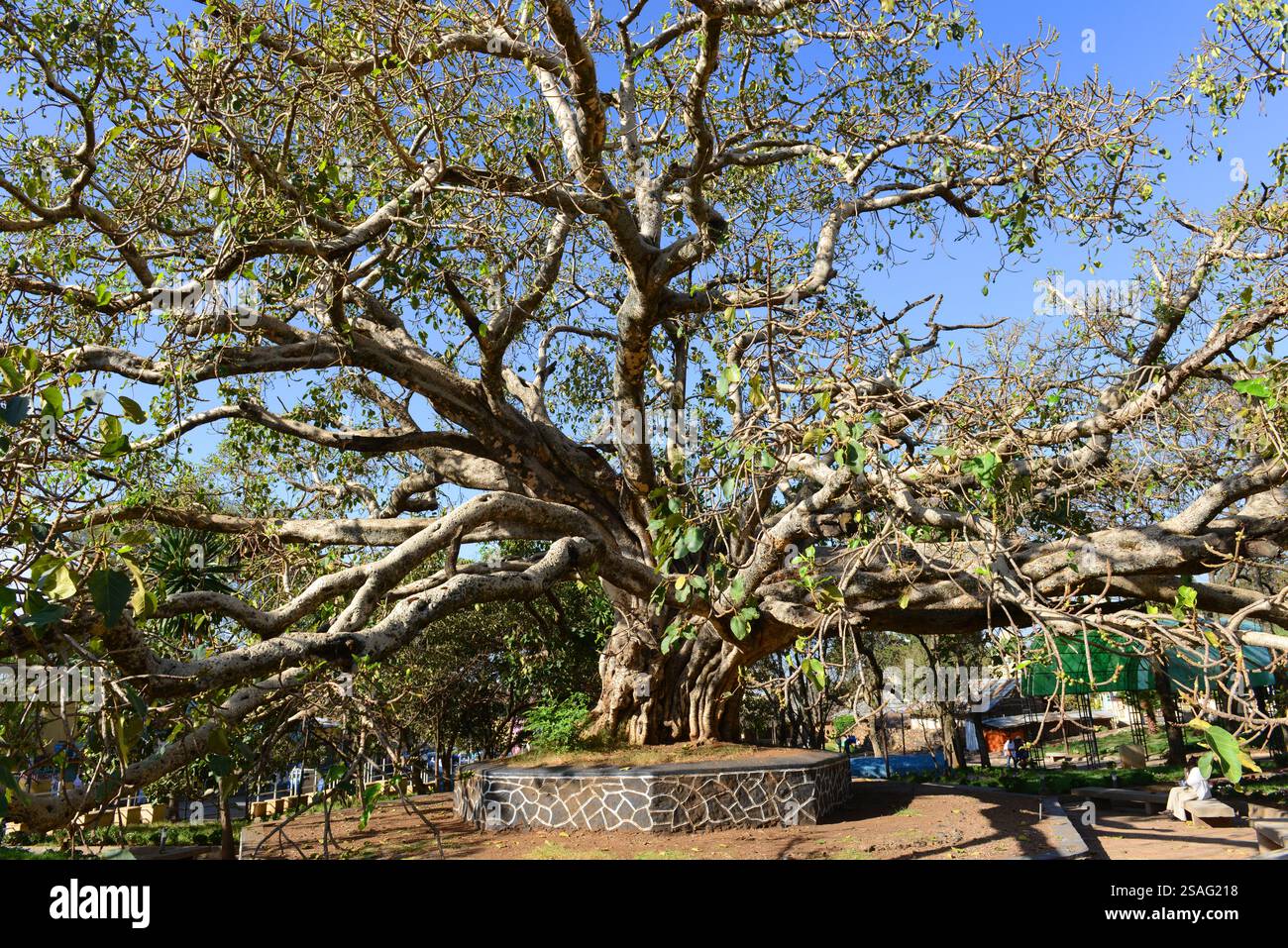 An ancient fig tree outside the Royal Enclosure ( Fasil Ghebbi ) in ...