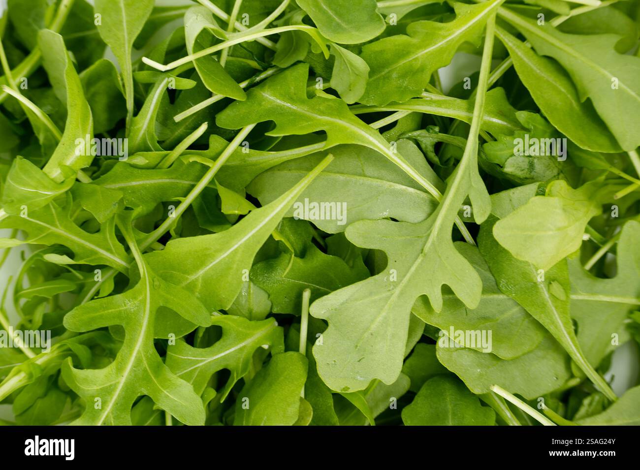 Close-up of fresh green arugula leaves, showcasing their vibrant color ...