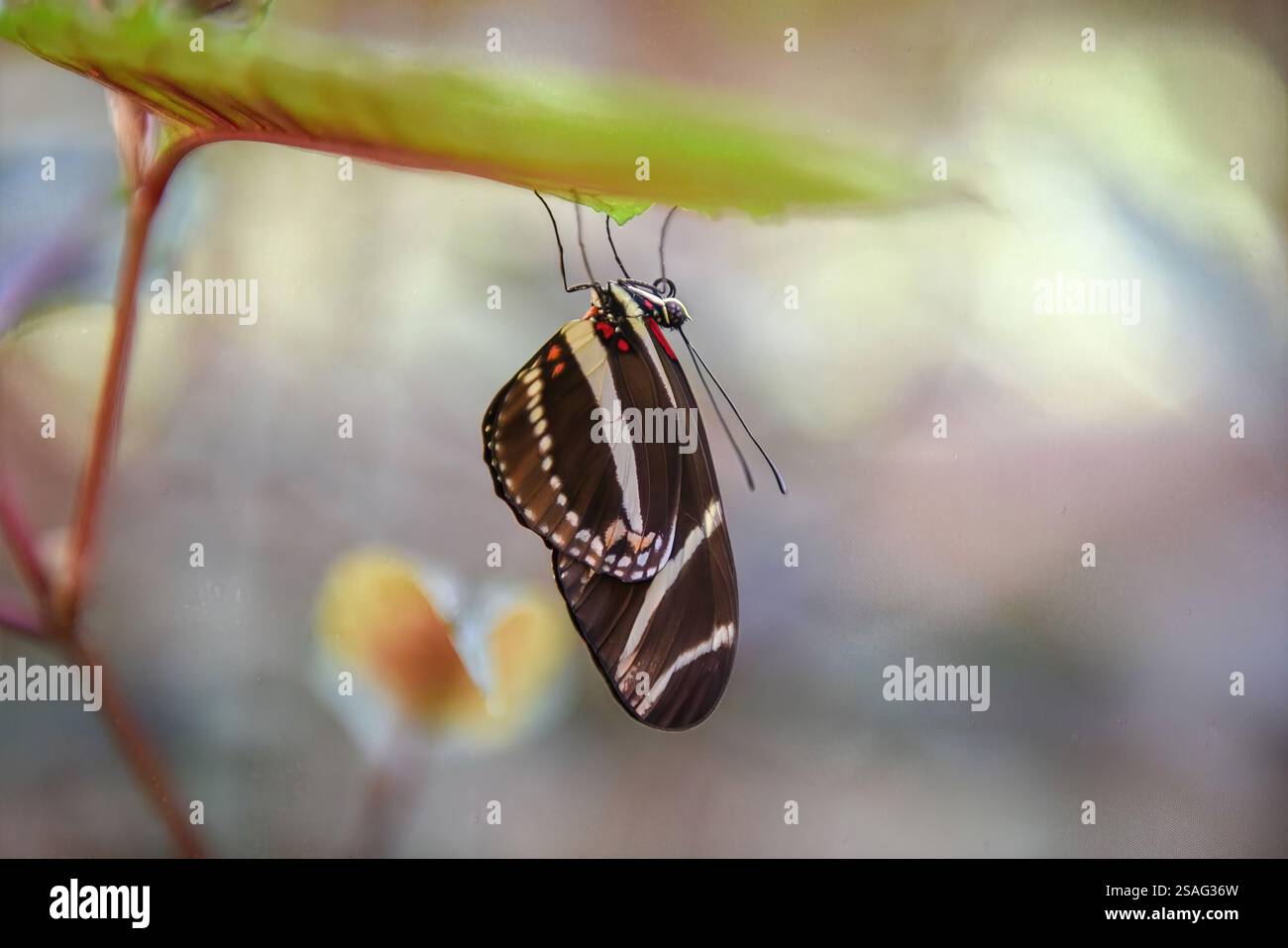 A butterfly with striking striped wings delicately perches on a green ...