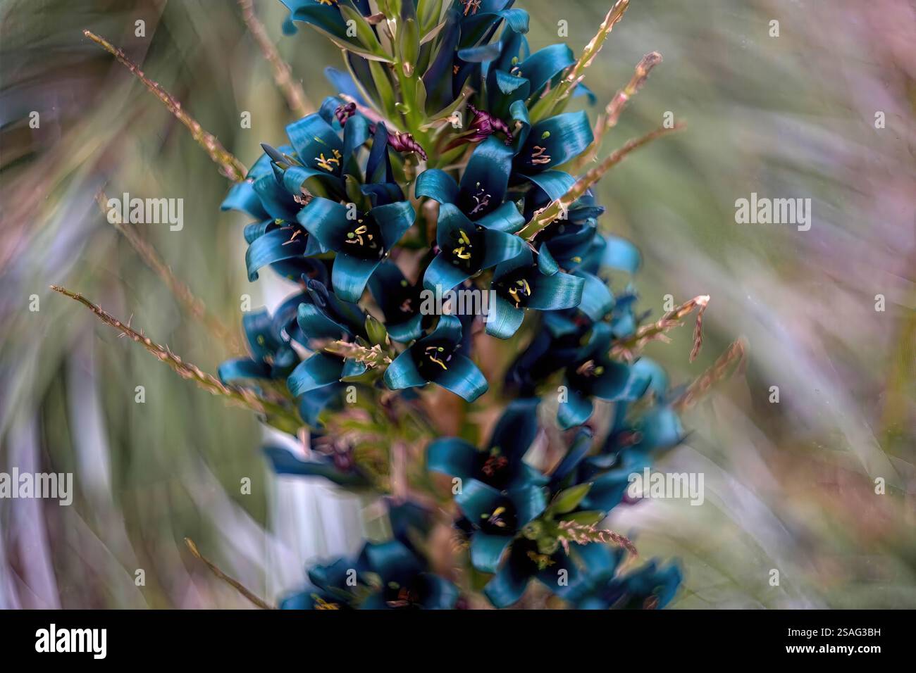 Unique teal flowers bloom densely along a vertical stalk, set against a ...