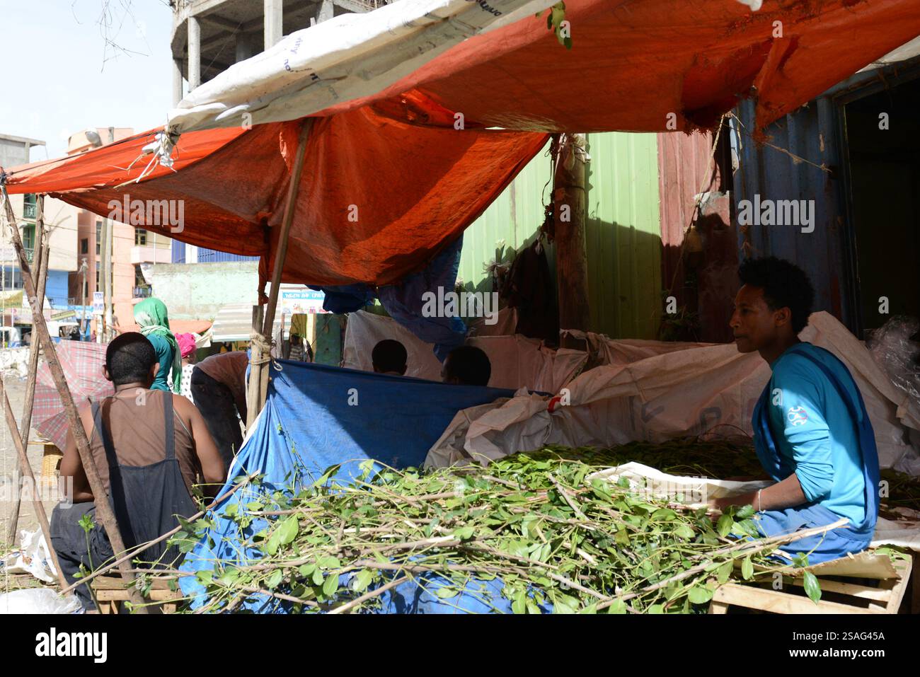 Khat market in Kombolcha, Ethiopia Stock Photo - Alamy