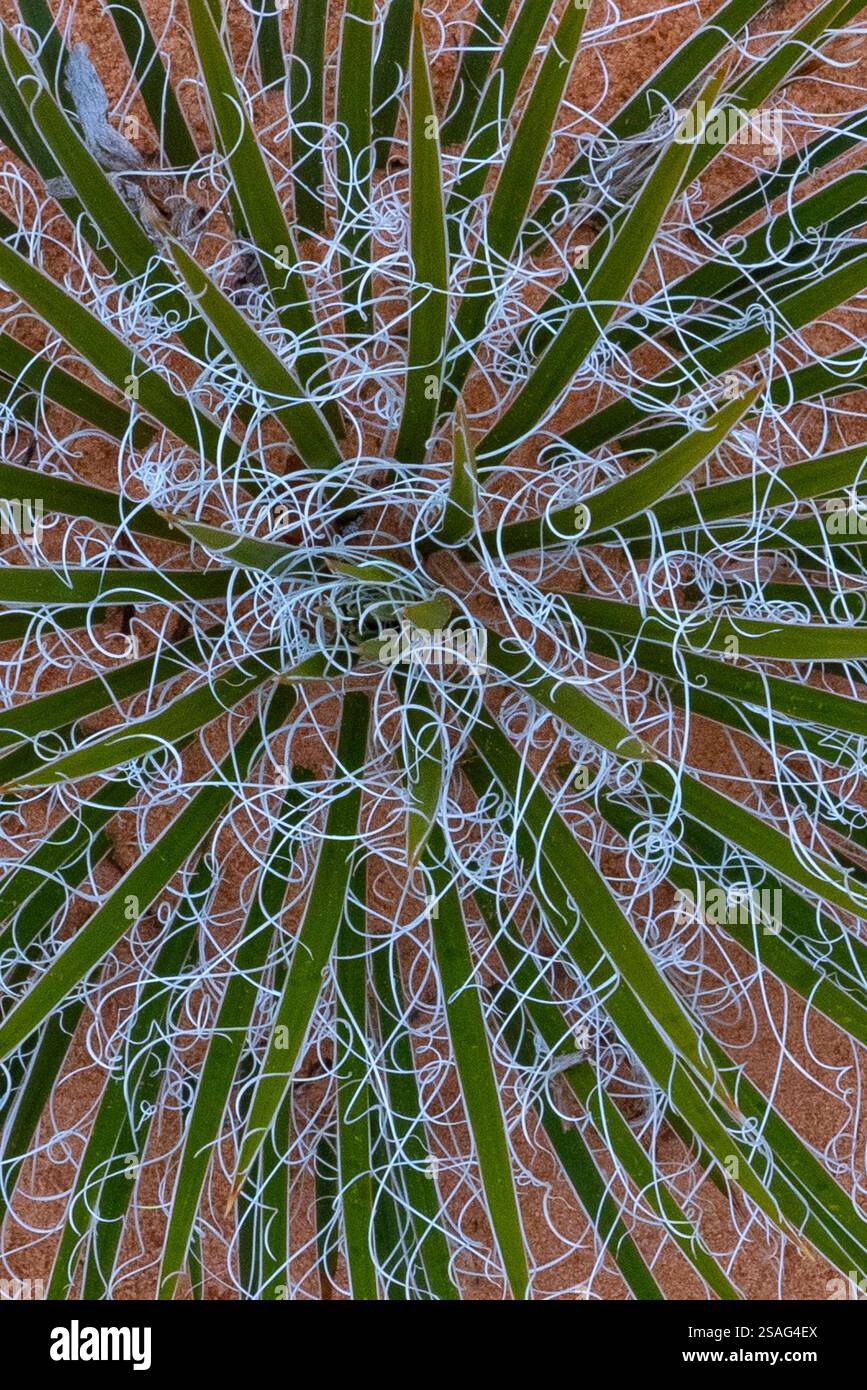 USA, Utah. Yucca (Yucca sp.) in the Utah desert Stock Photo - Alamy