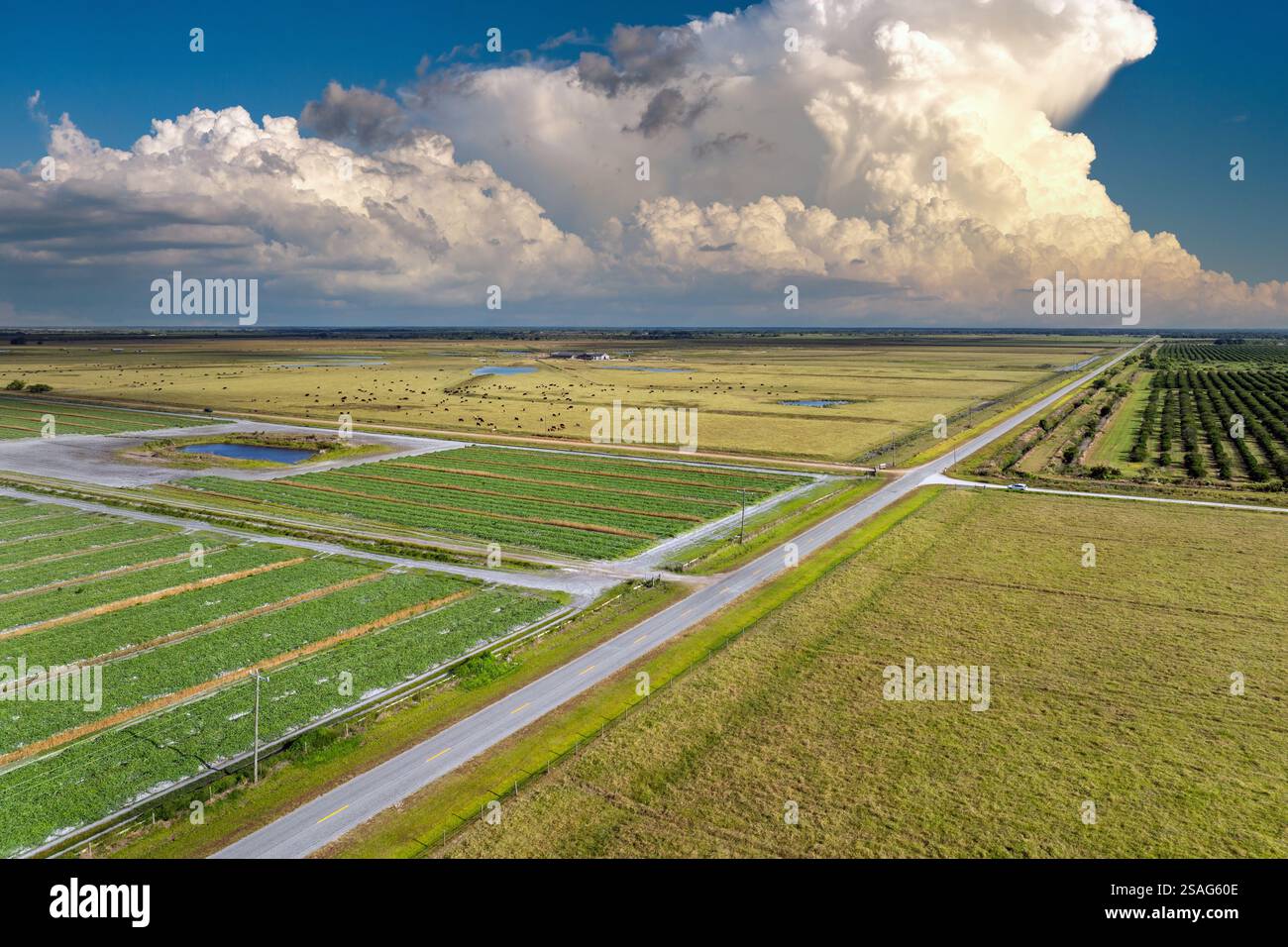 Aerial view of green farm fields in summer season with growing crops ...