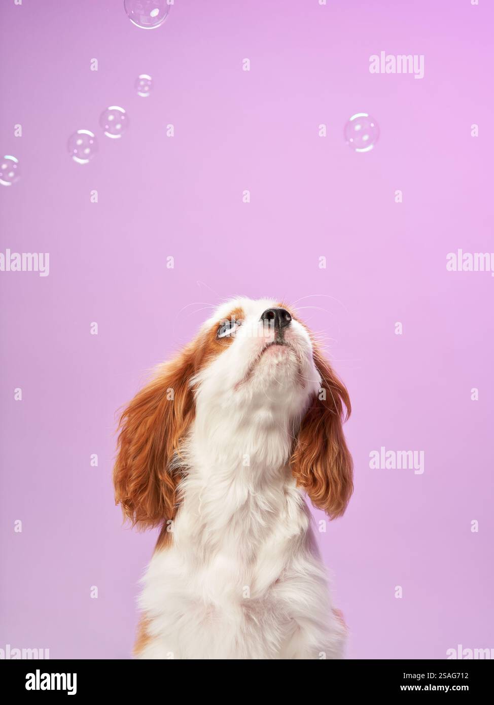 A Cavalier King Charles Spaniel is shown playing with bubbles against a ...