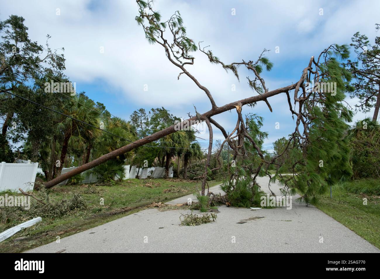 Fallen down big tree on power and communication lines after hurricane ...