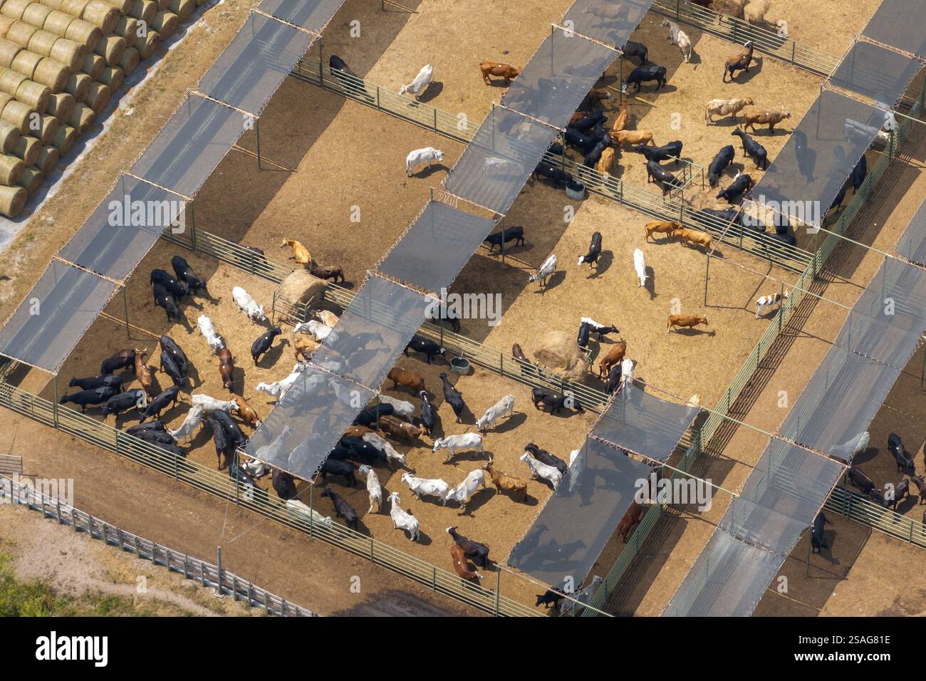 Large stockyard with meat cows. Feeding of cattle on farm feedlot in ...