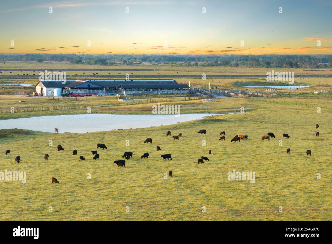 Organic milk and beef production. Free range cows grazing on farm ...