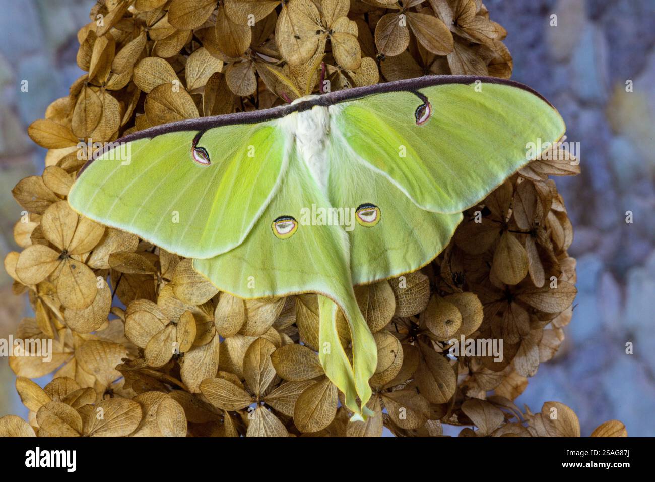 USA, Washington State, Sammamish. Luna silk moth lime green with long ...