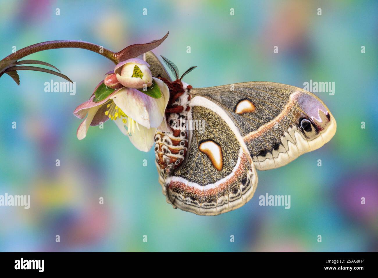 USA, Washington State, Sammamish. Red robin silk moth Stock Photo - Alamy