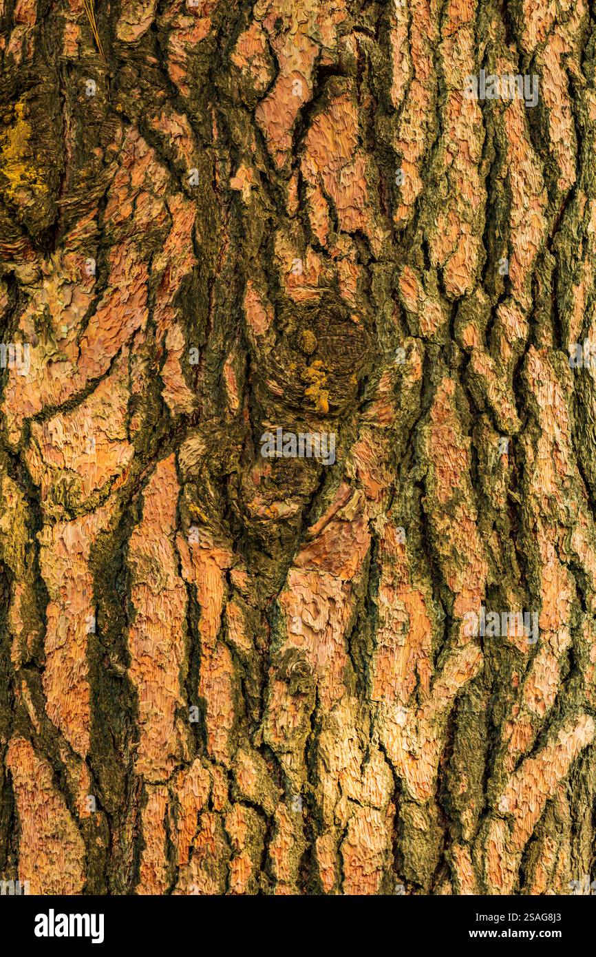 USA, Washington State, Palouse, Colfax. Pine tree bark Stock Photo - Alamy