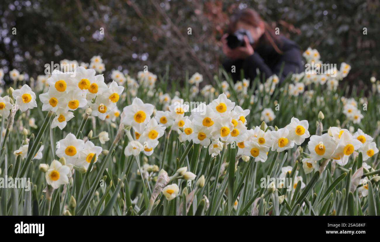 Flowers of Narcissus are in full bloom at Tonboike Park in Kishiwada ...