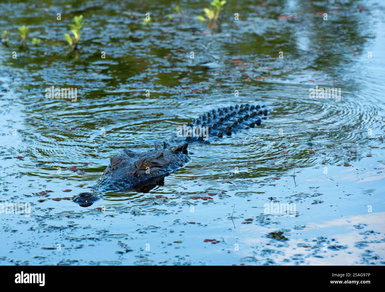 Salt water crocodile in the South Alligator river in the Northern ...