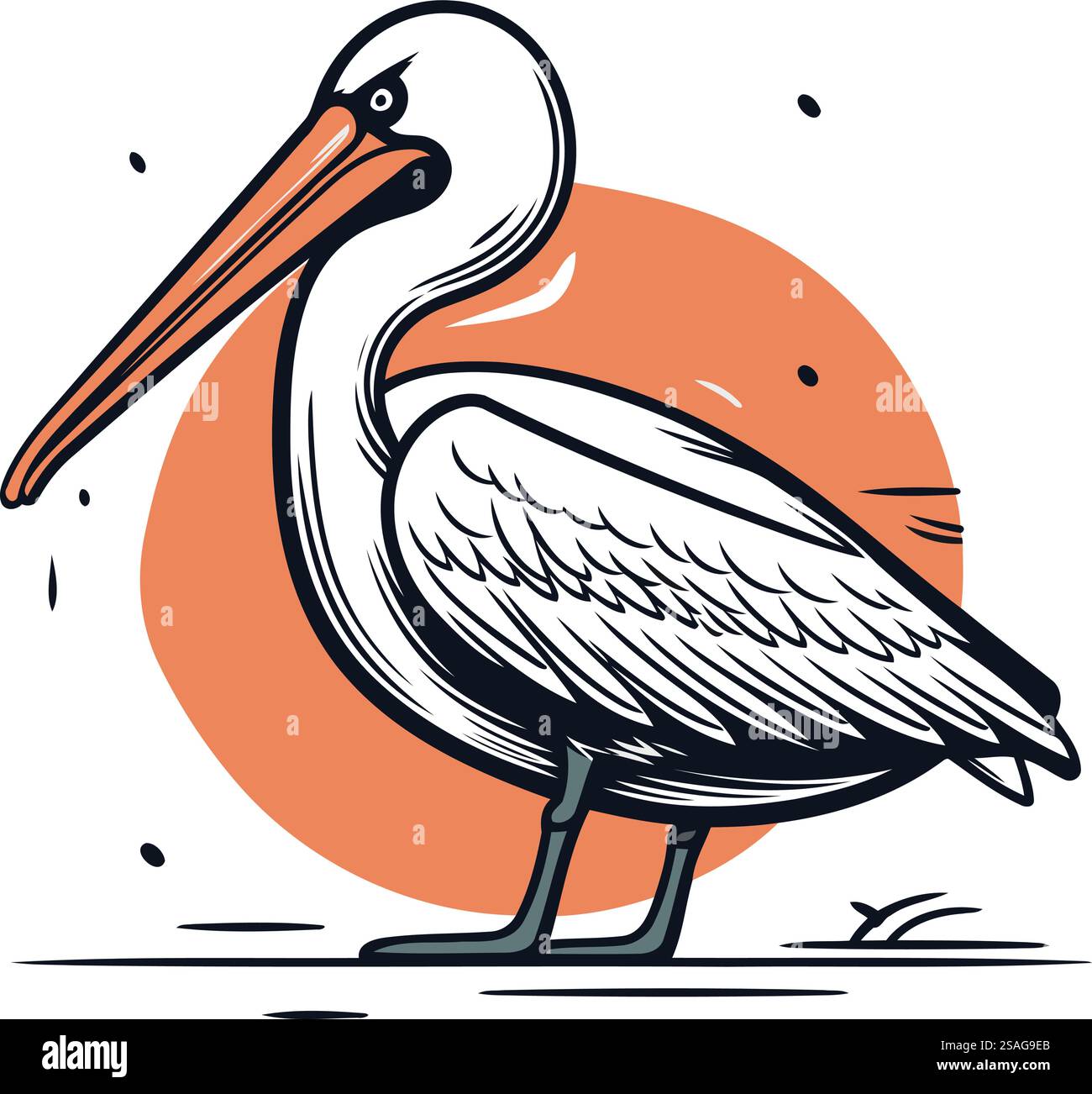 Pelican vector illustration. Hand drawn pelican vector illustration ...
