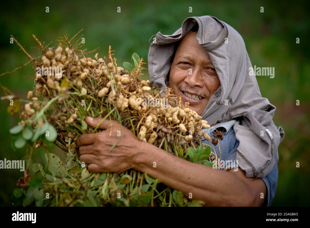 Surat harvests peanuts near the village of Kemadang, Indonesia. He ...