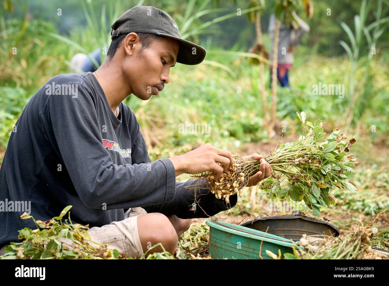 Jaffey harvests peanuts near the village of Kemadang, Indonesia. He ...