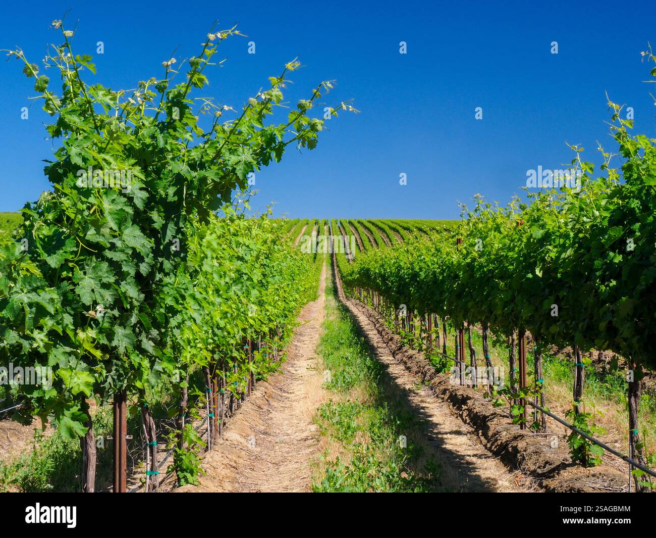 A vineyard of beauty and scope carved out of a steep, south-facing ...
