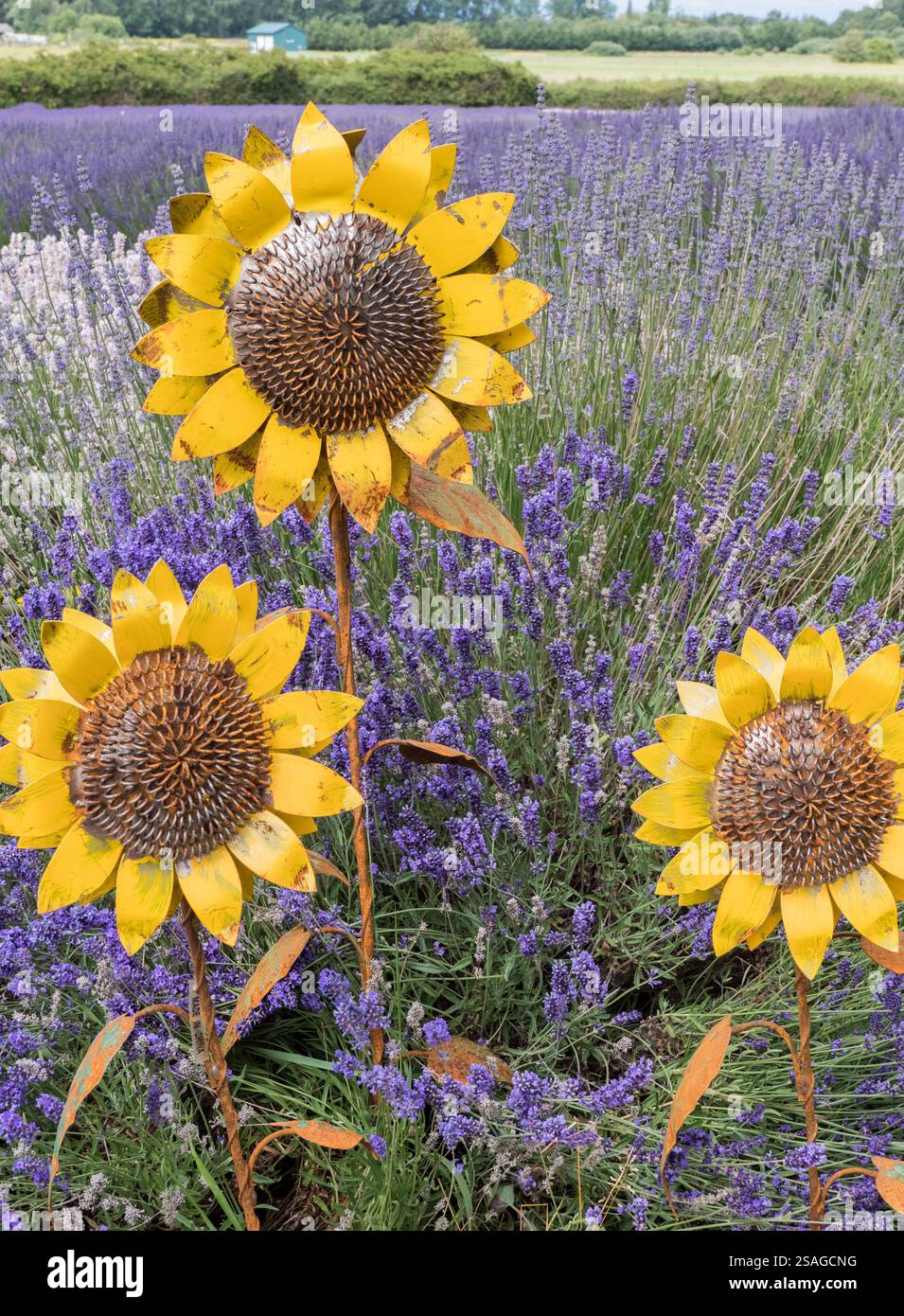 Metal sculptures of sunflowers in a field of blooming lavender in ...