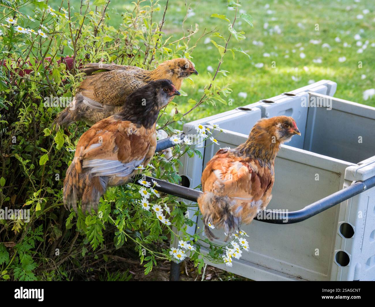 Chickens sitting on the handle of an old garden wheelbarrow Stock Photo ...