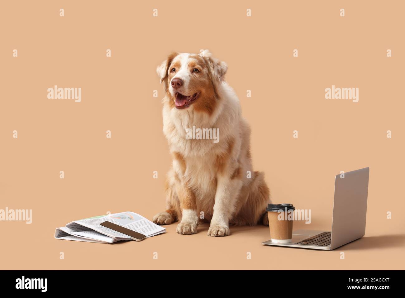 Cute Australian Shepherd dog with laptop, cup of coffee and newspapers ...