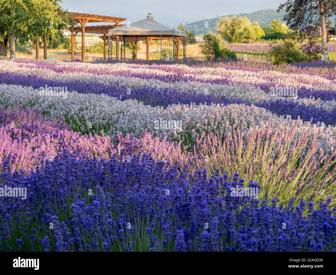 Lavender flowers in full bloom and gazebo at a lavender farm near ...