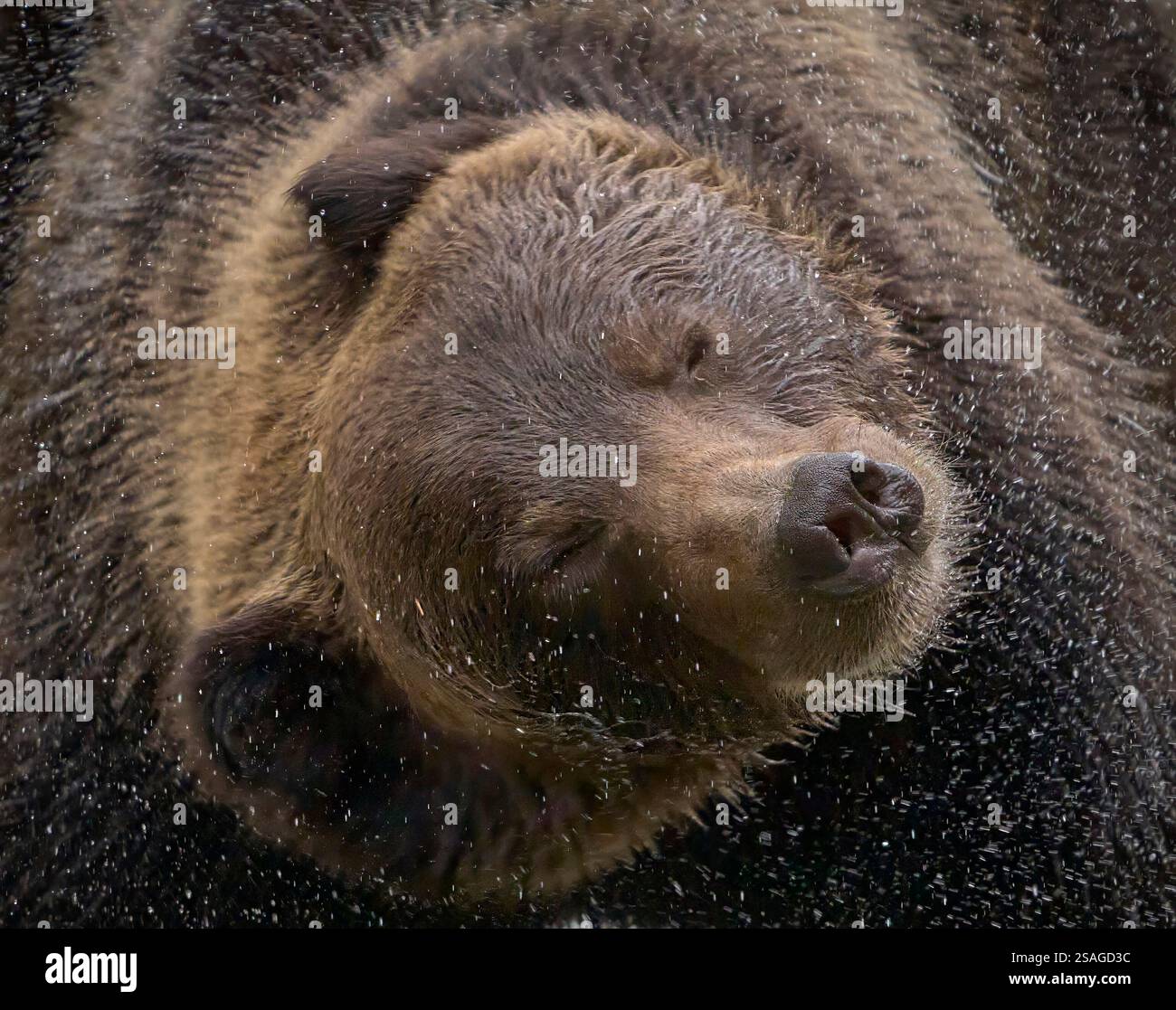 A male brown bear (Ursus arctos) shakes water from his head alongside ...