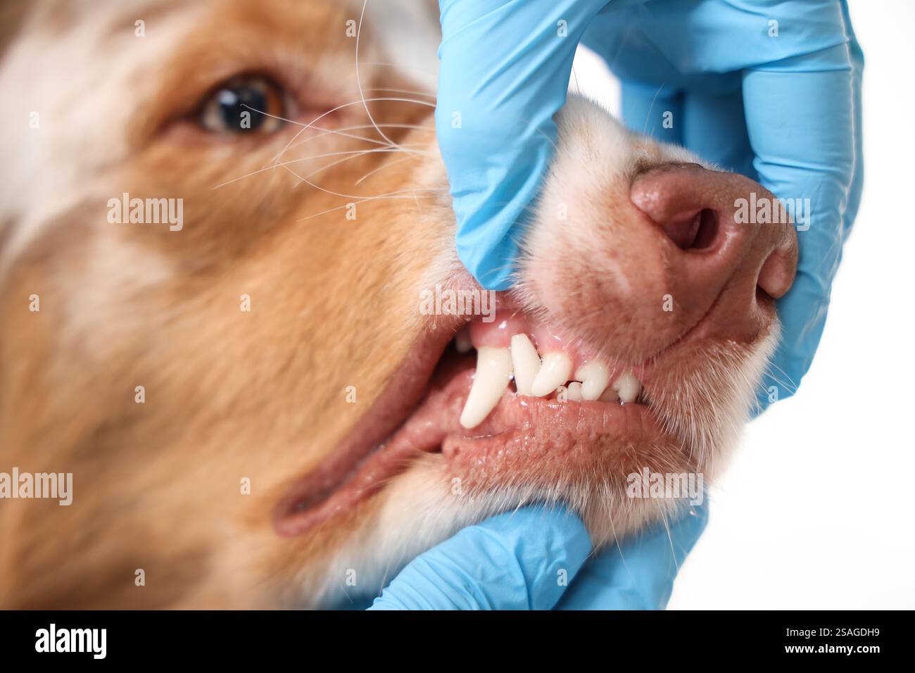 Veterinarian examining teeth of Australian Shepherd dog in clinic ...