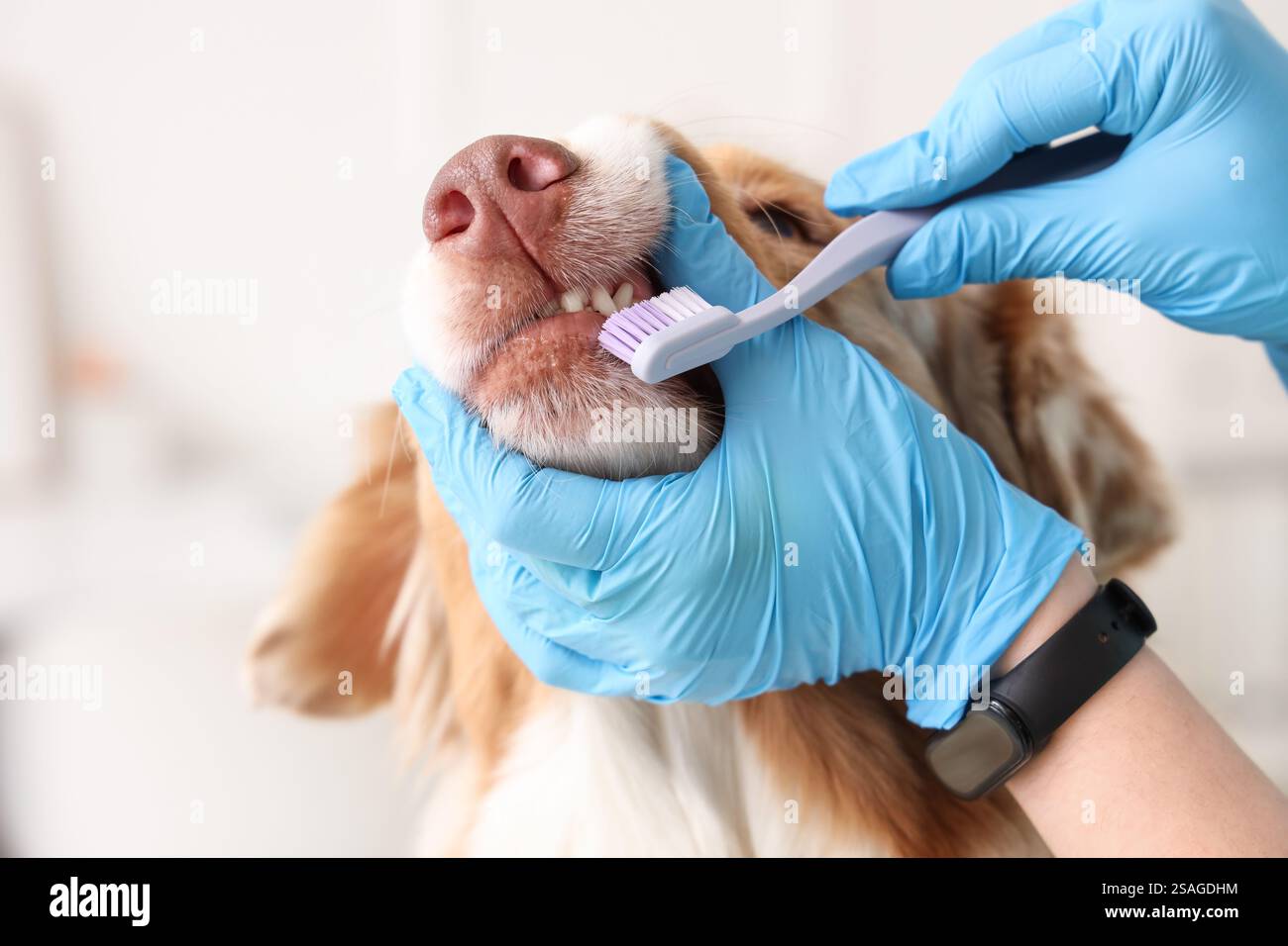 Female veterinarian brushing teeth of Australian Shepherd dog in clinic ...