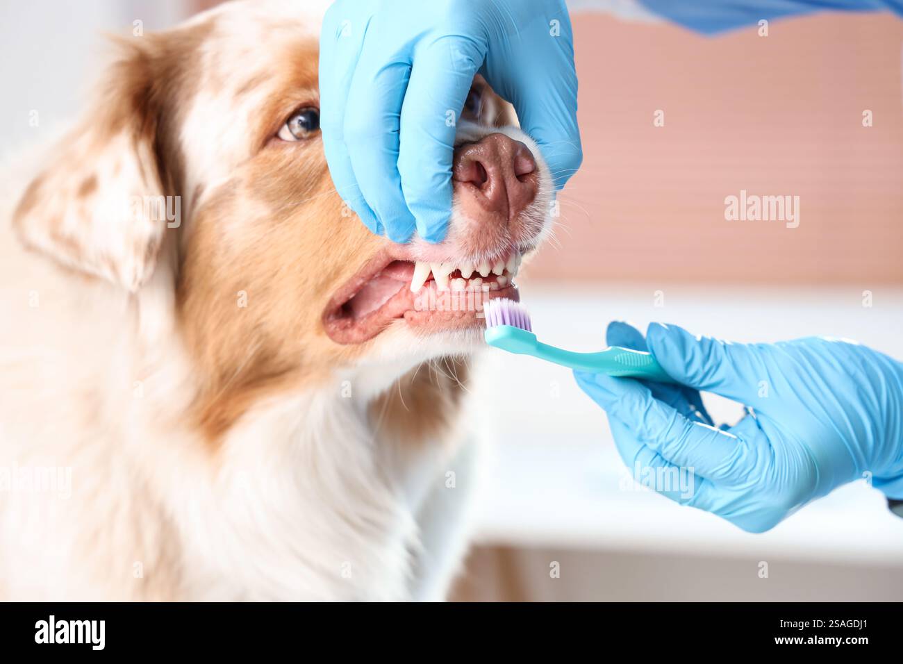 Female veterinarian brushing teeth of Australian Shepherd dog in clinic ...
