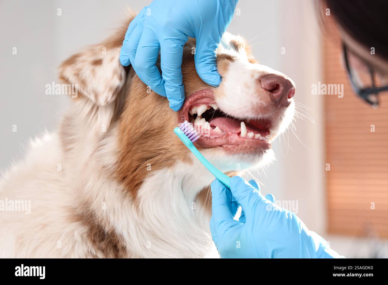 Female veterinarian brushing teeth of Australian Shepherd dog in clinic ...