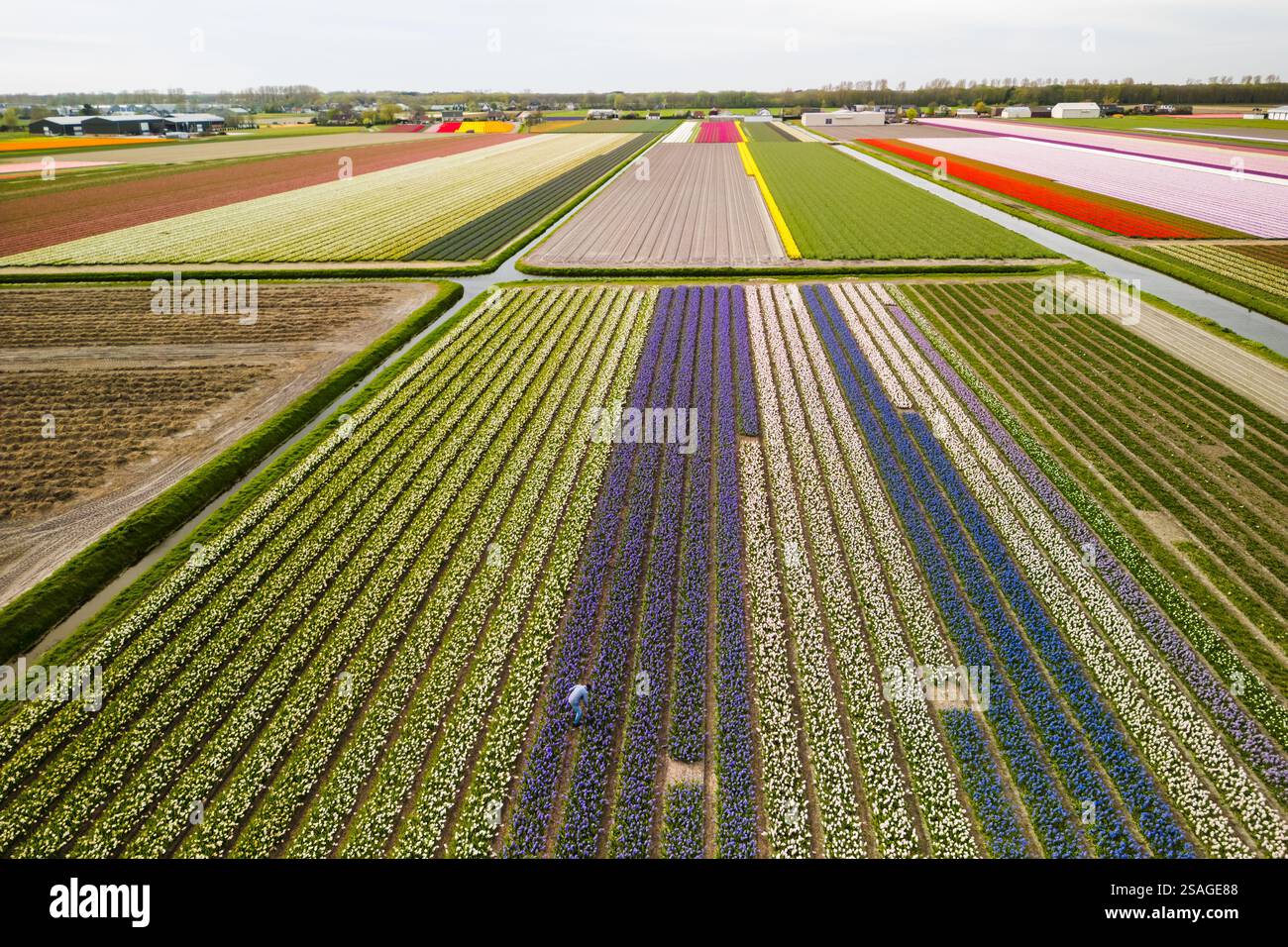 Aerial view of rows of colorful Tulips, Daffodils and Hyacinth fields ...