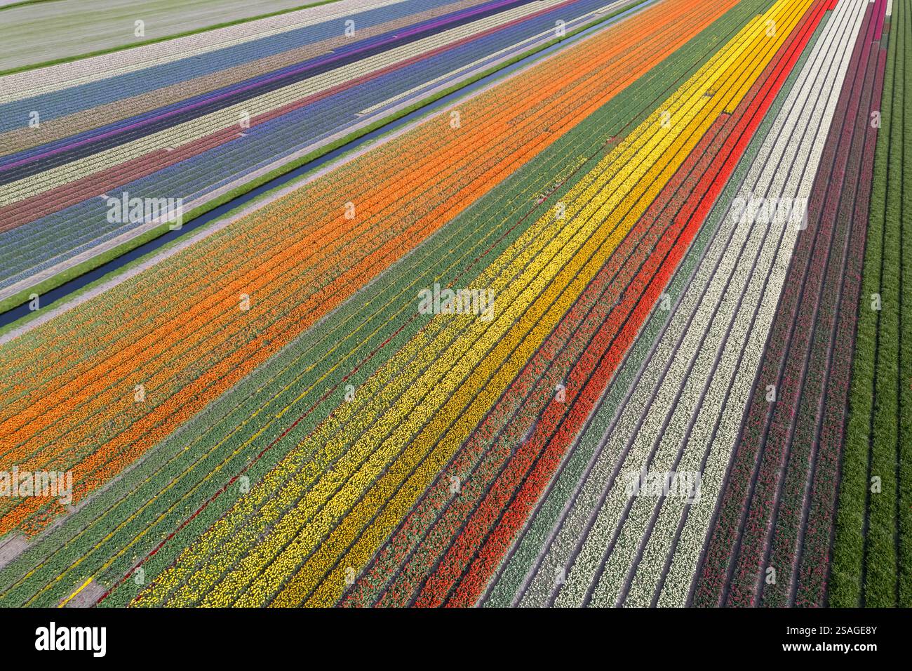 Aerial drone view of colorful Tulip flower fields in diagonal pattern ...
