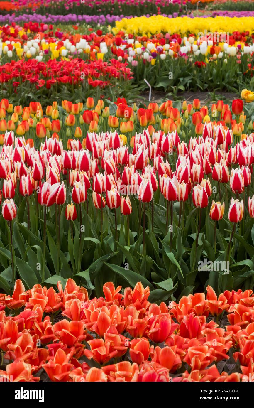 Colorful red and pink Tulip color flowers in the Tulip farm ...