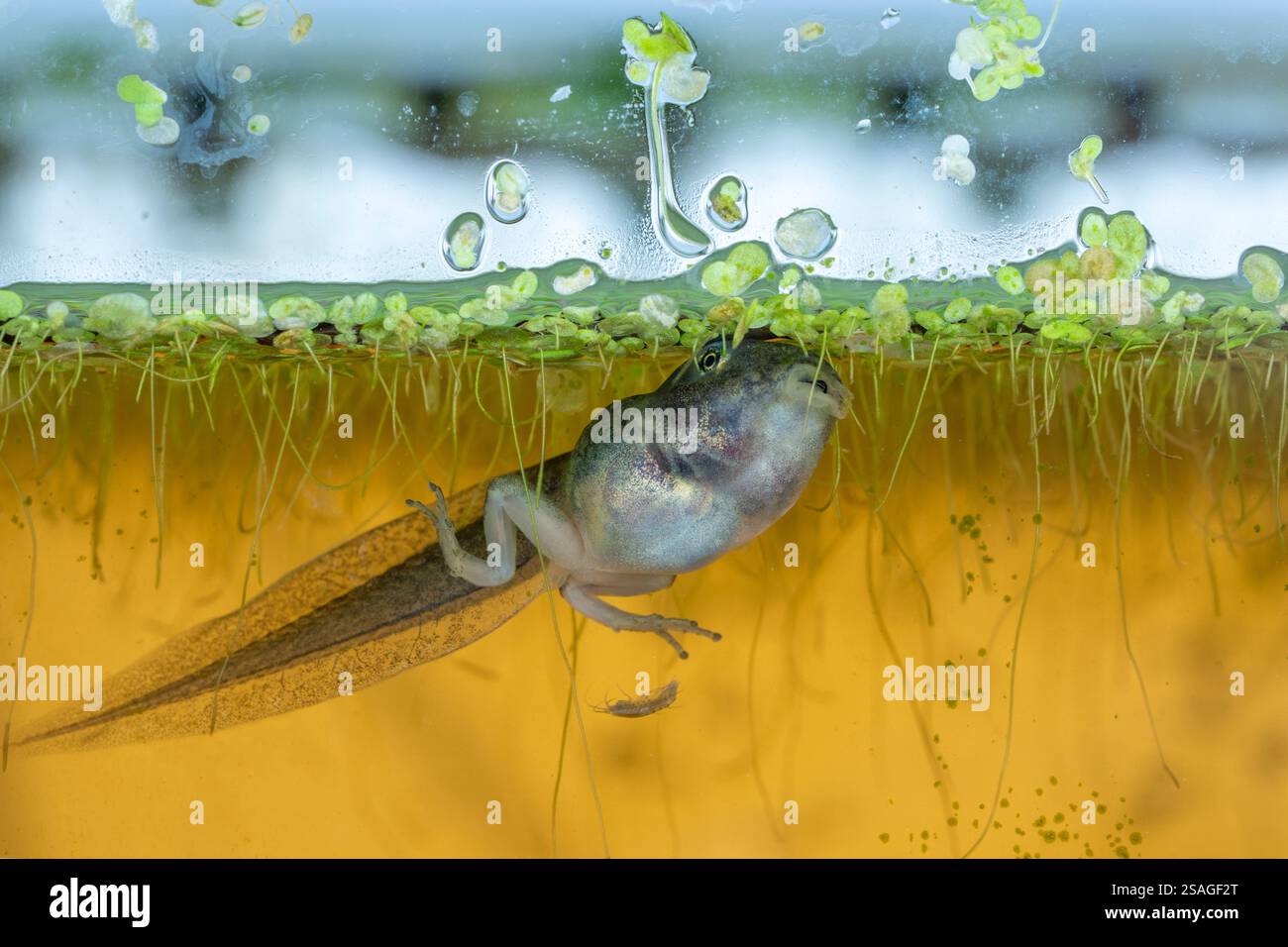 Issaquah, Washington State, USA. Pacific tree frog tadpole with hind ...