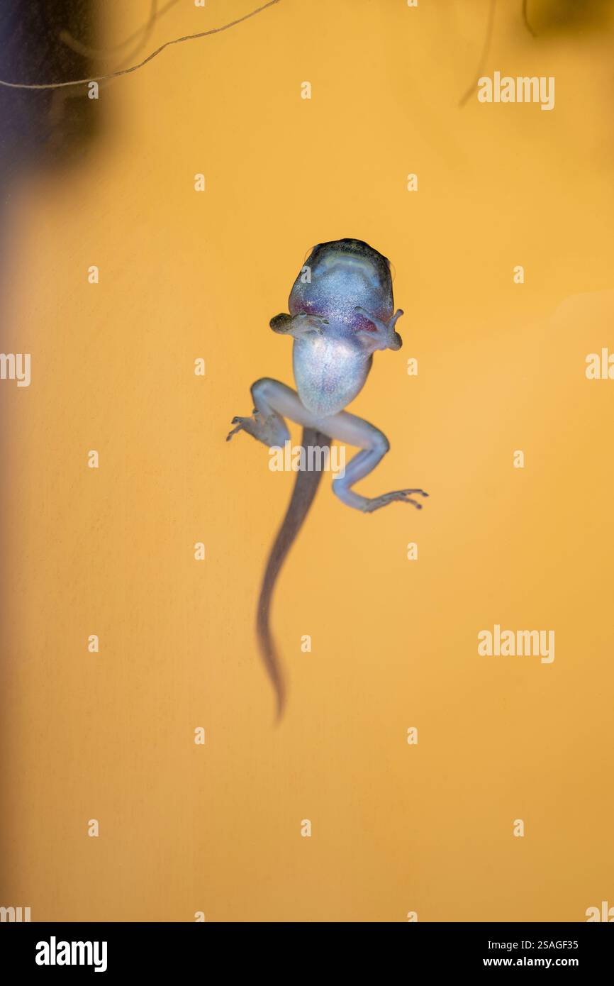 Issaquah, Washington State, USA. Pacific tree frog froglet, still ...