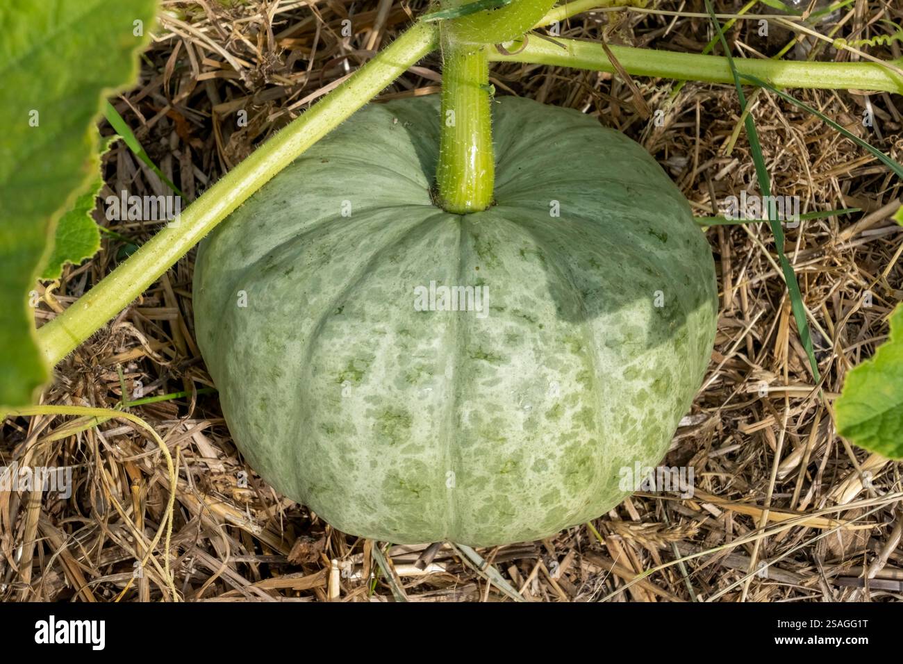 Port Townsend, Washington State, USA. Ripe Buttercup Kabocha squash ...