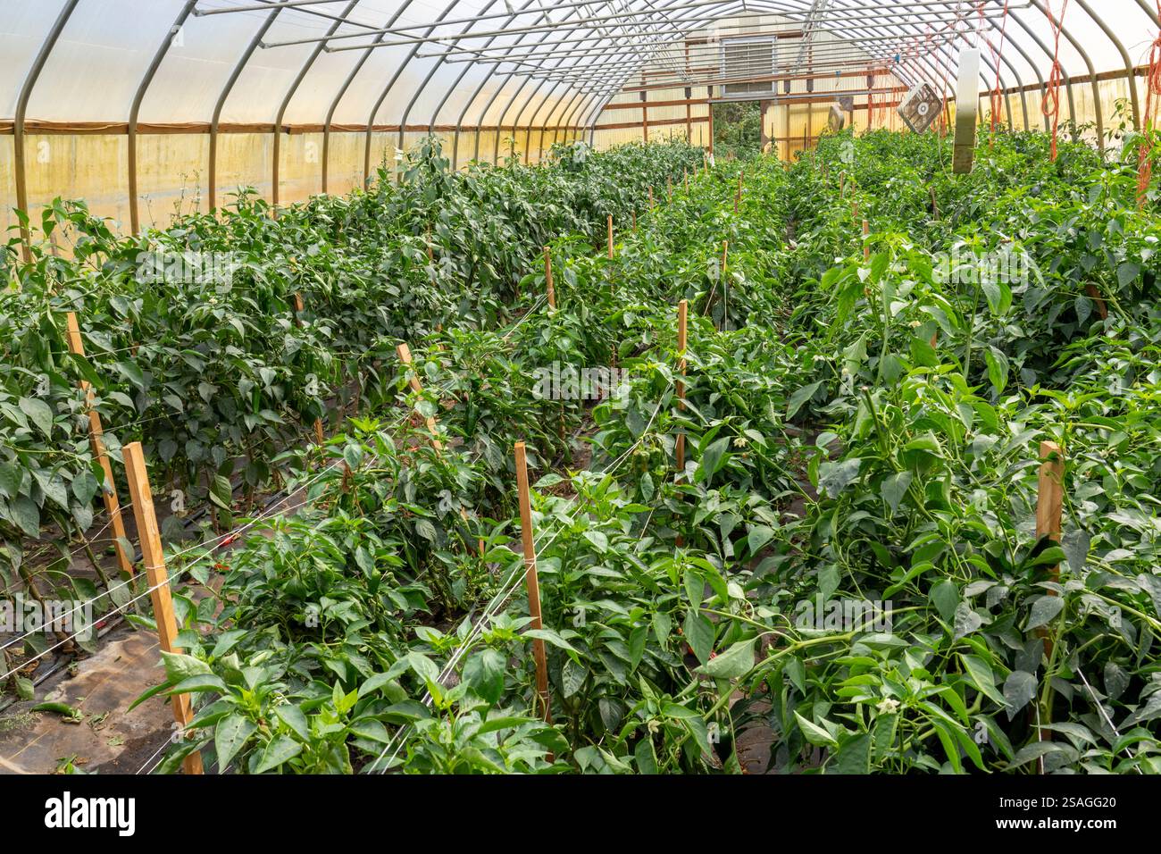 Port Townsend, Washington State, USA. Chile peppers growing in a ...