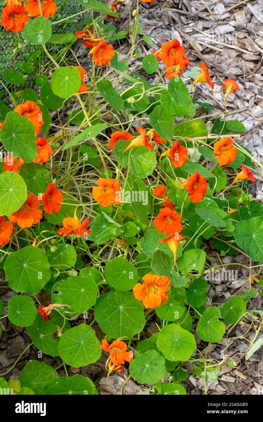 Port Townsend, Washington State, USA. Cluster of nasturtiums growing in ...
