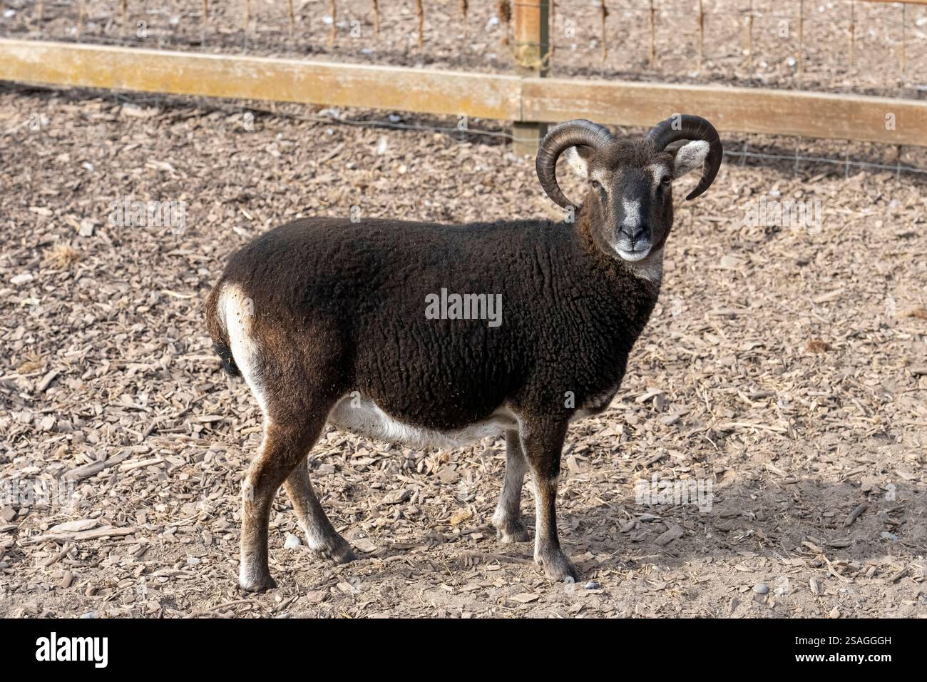 Port Townsend, Washington State, USA. British Soay sheep portrait Stock ...