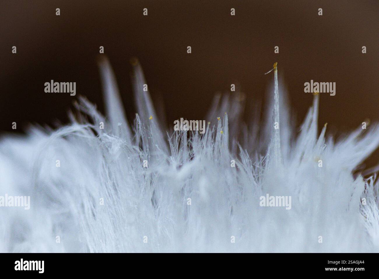 Rare hair ice (Exidiopsis effusa) on the forest floor during winter ...