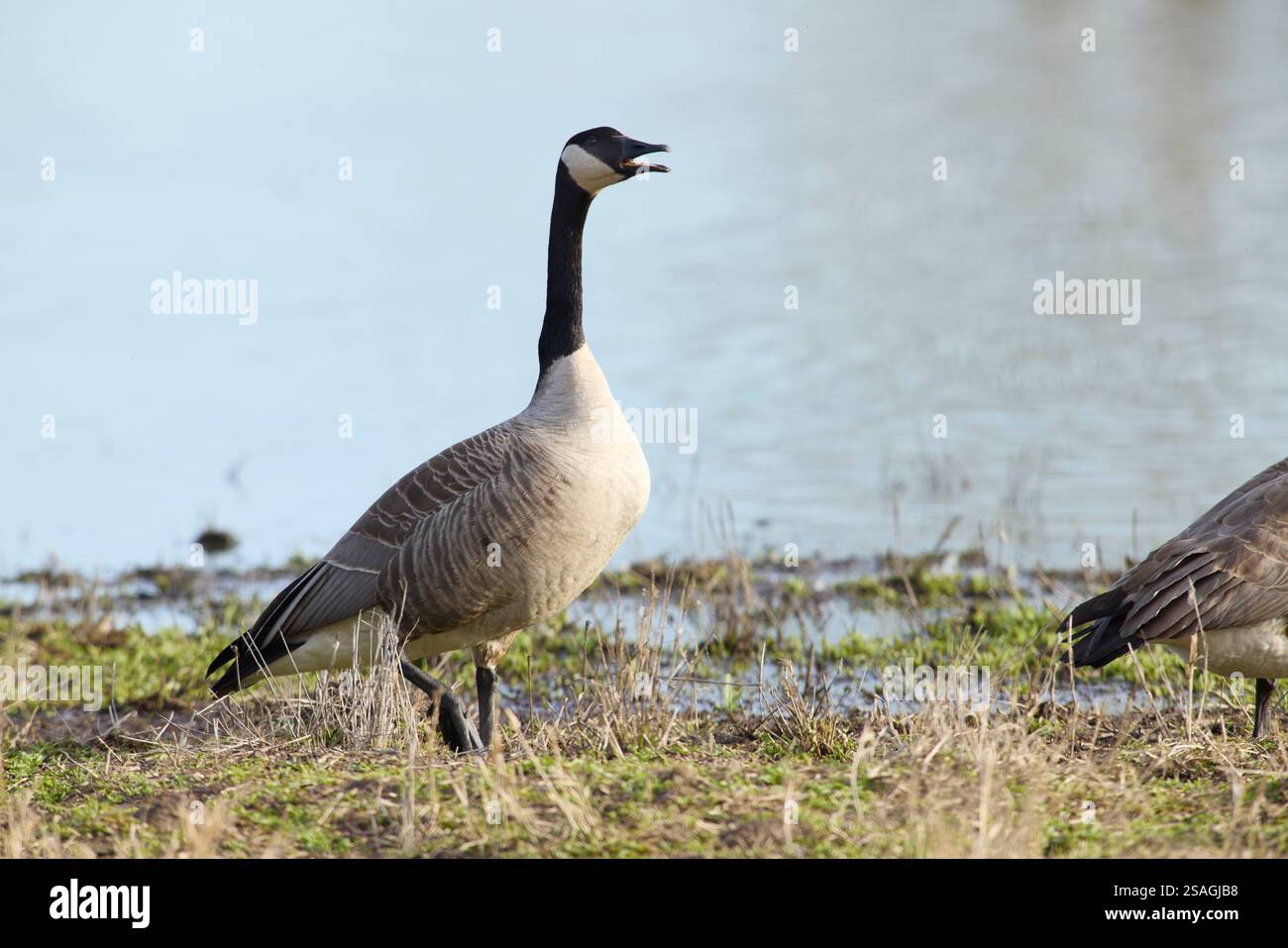 Canada goose honking before taking flight Stock Photo - Alamy