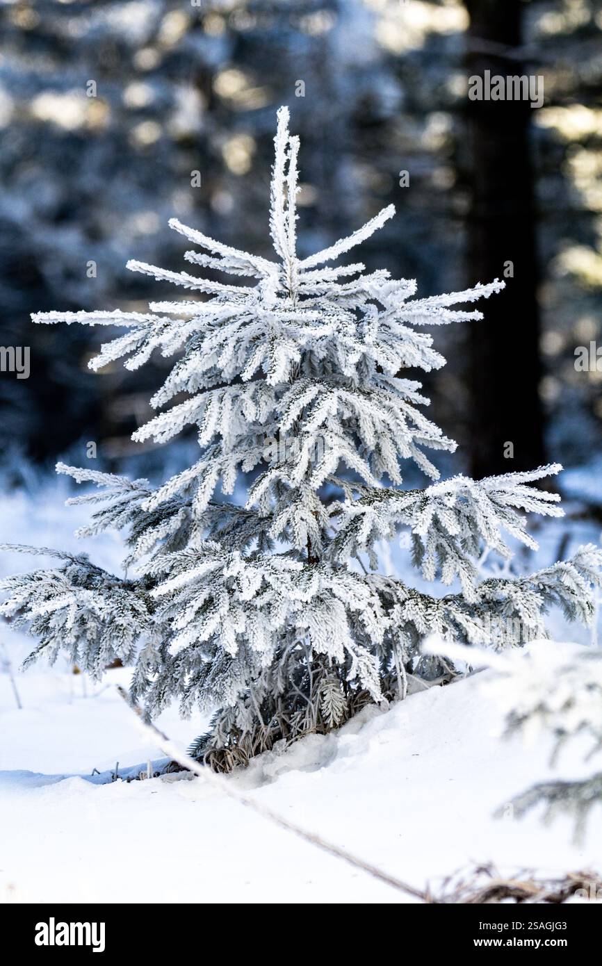 Norway spruce (picea abies) covered with snow in winter, fir tree Stock ...