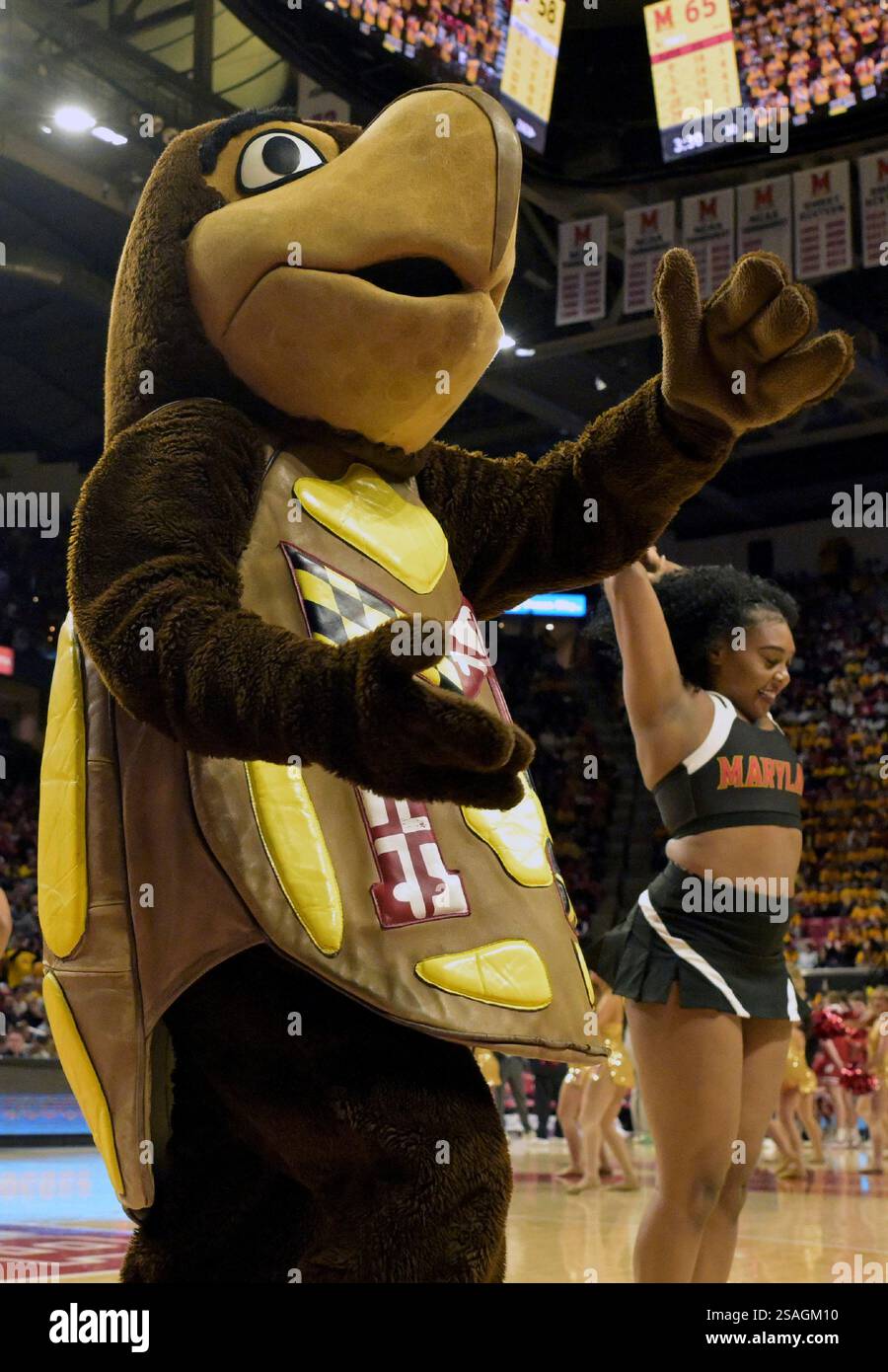 COLLEGE PARK, MD - JANUARY 29: The Maryland Terrapins mascot, Testudo ...