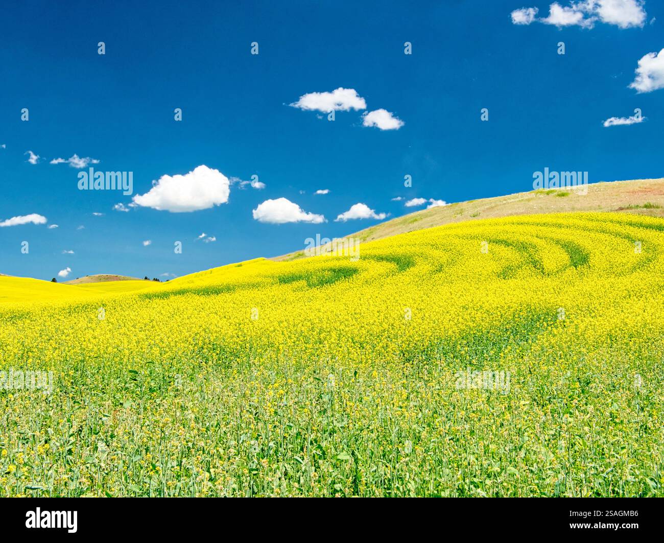 USA, Washington State, Palouse Region. Spring canola field with ...