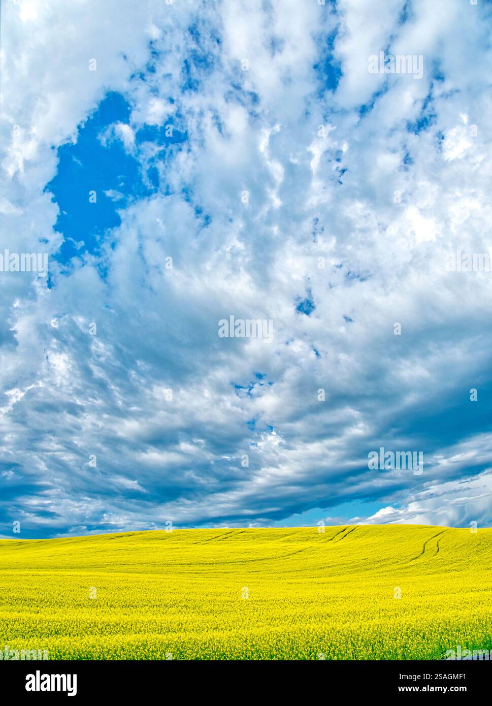 USA, Washington State, Palouse Region. Spring canola field with ...