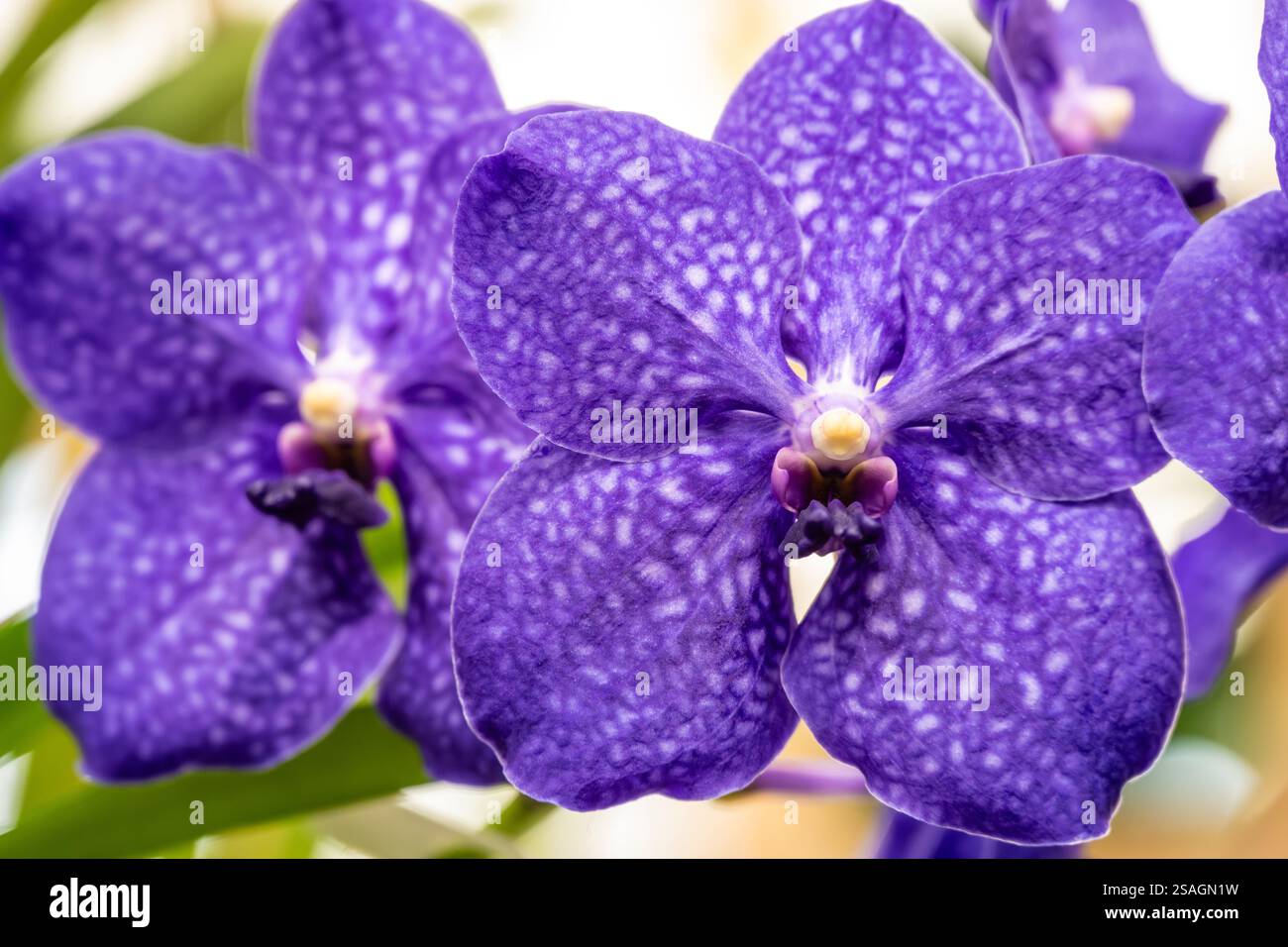 Atlanta orchids hi-res stock photography and images - Alamy