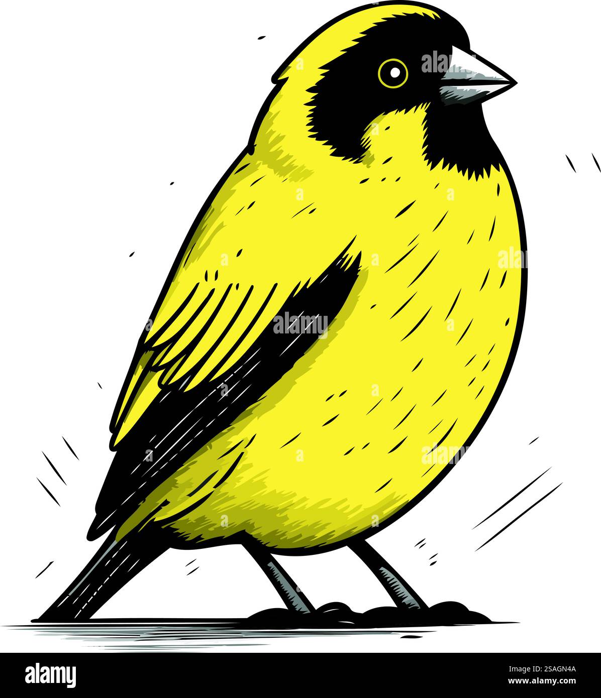 Sketch of a goldfinch. Vector illustration on white background Stock ...