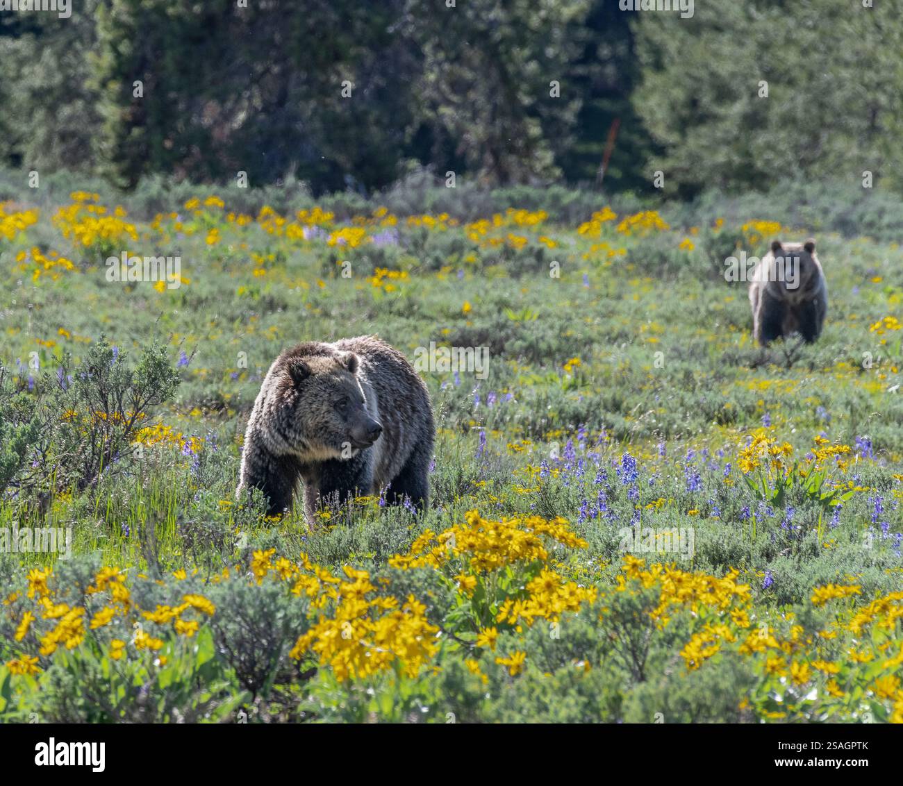 USA, Wyoming. Grizzly Bears dig up Biscuitroot in Grand Teton National ...